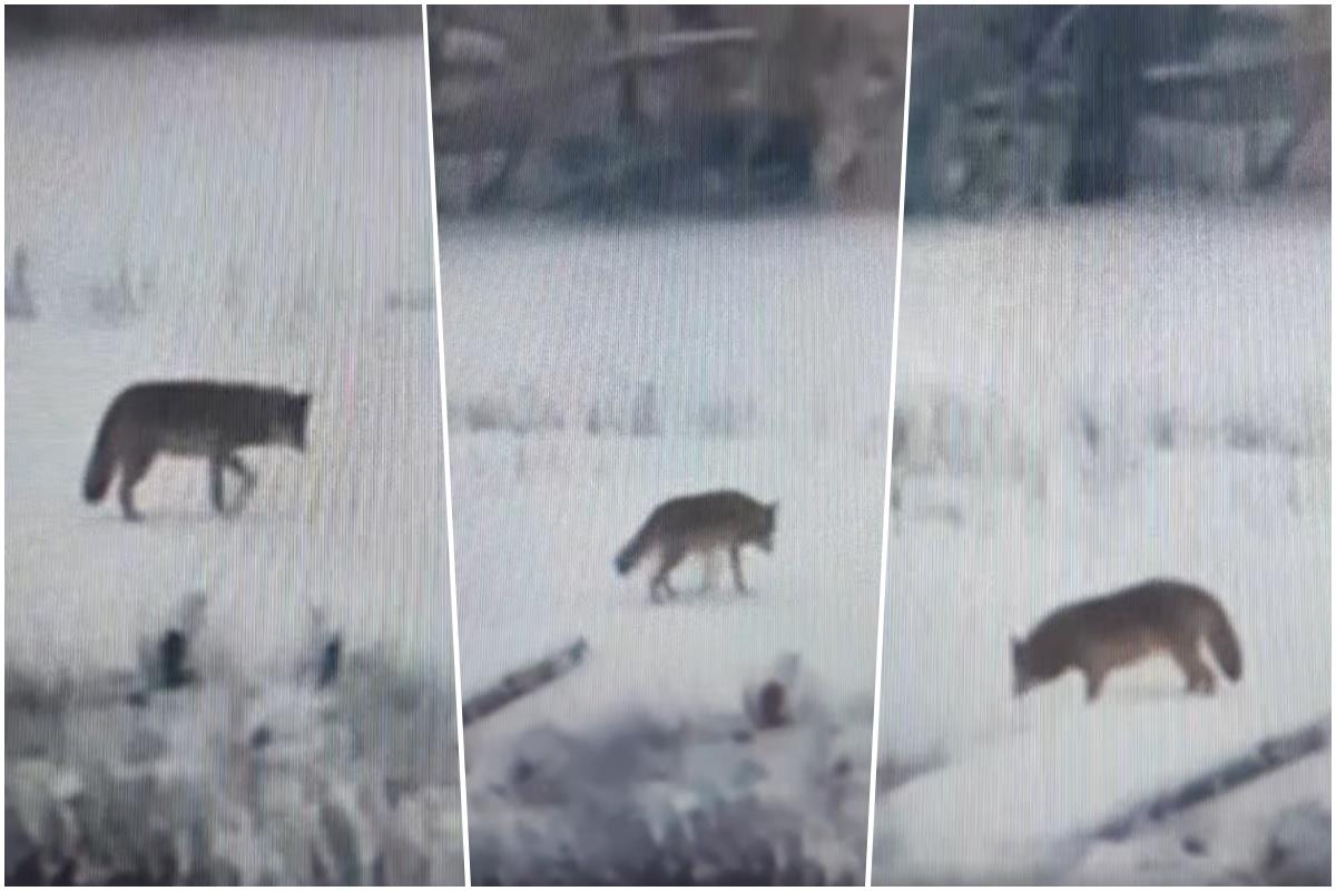 Vukovi preplivali Drinu | Kurir