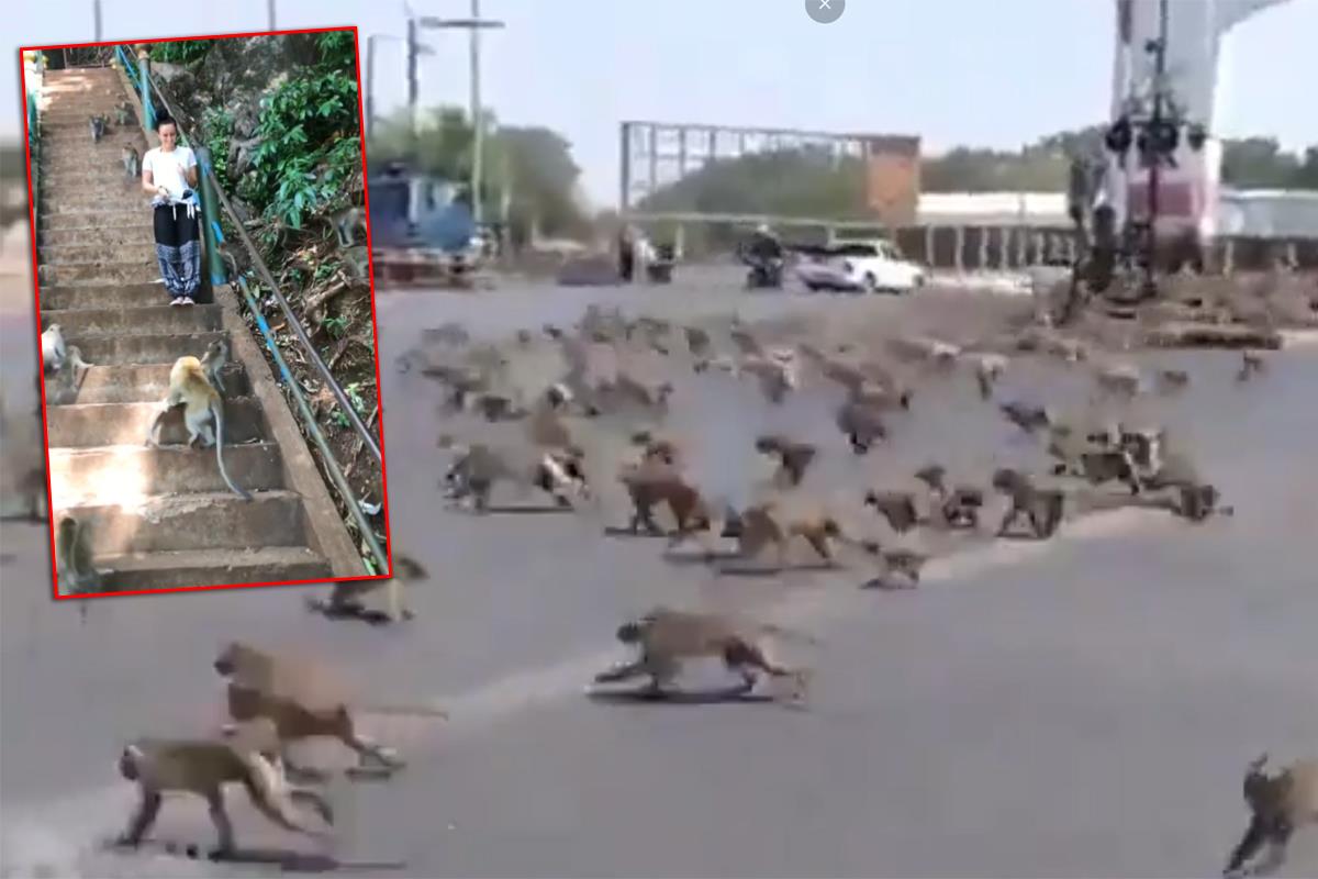 Armija od 3.500 majmuna teroriše grad | Kurir