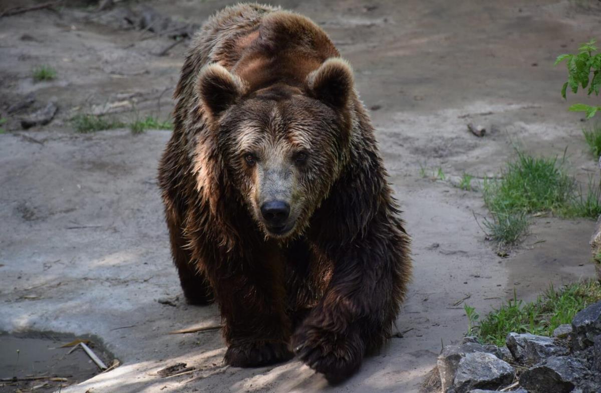 Ubijen medved, uhapšene četiri osobe | Kurir