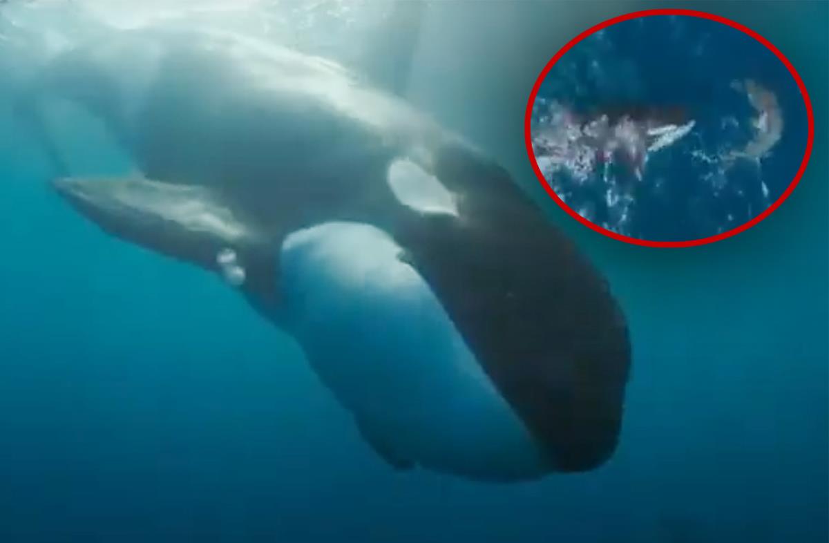 Novi snimak obračuna orke i velike bele ajkule | Kurir