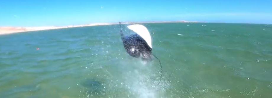 Muškarac imao neobičan susret sa stvorenjem iz mora | Kurir