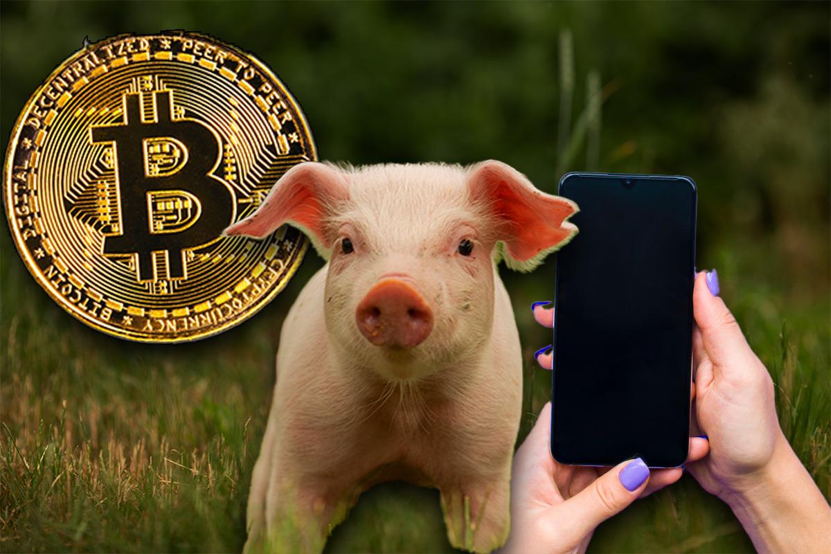 Pig token omogućava kupovinu svinje bitkoinom | Biznis Kurir