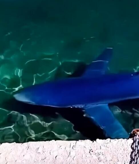 Ajkula snimljena u plićaku kod Atine | Kurir