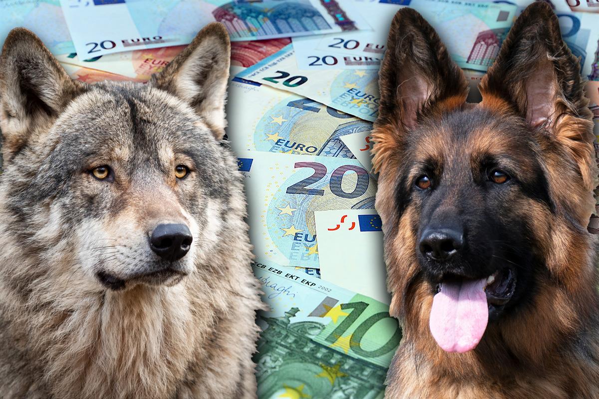 KO IMA OVE RASE PASA MOŽE POŠTENO DA PROFITIRA: Ljudi ne mare da daju ...