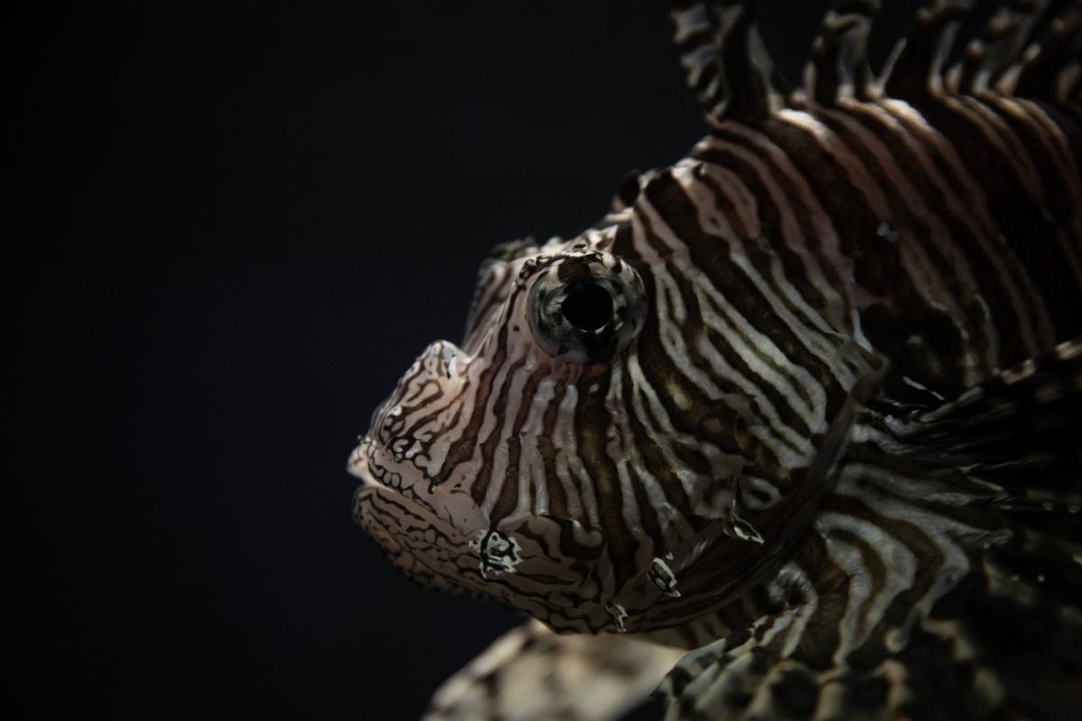 Opasna riba ulovljena u Jadranskom moru | Kurir