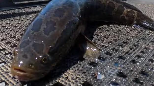 Američki ribari su upozoreni da bez razmišljanja ubiju zmijoglavu ribu ...