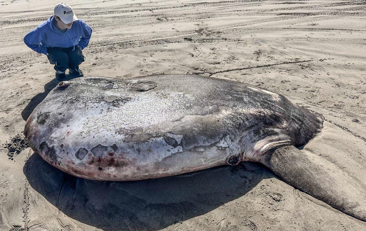Retka riba se pojavila u Oregonu | Kurir