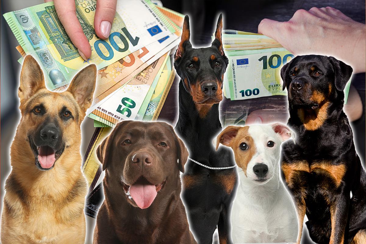 Prihodi od poreza na pse dostigli su prošle godine ponovo rekordnu ...