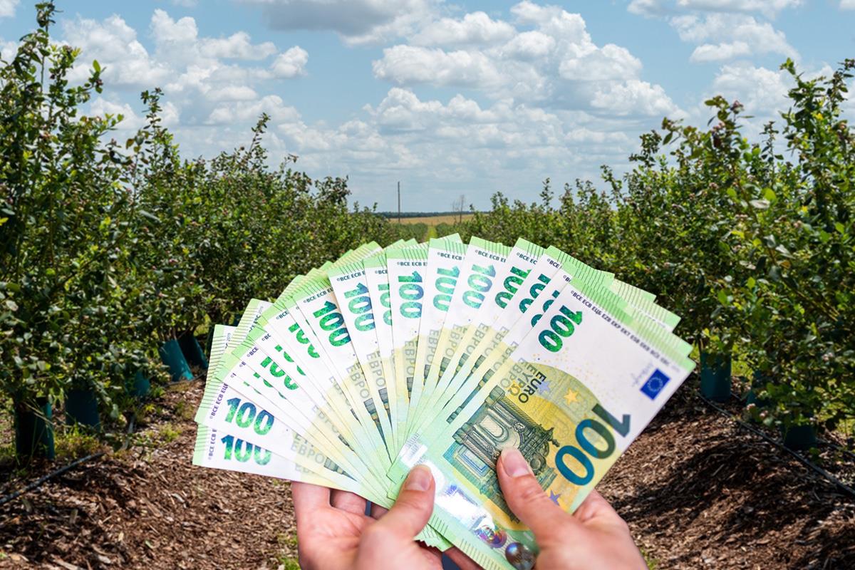 Od kamilice i nane Srbija ubira milione evra | Biznis Kurir