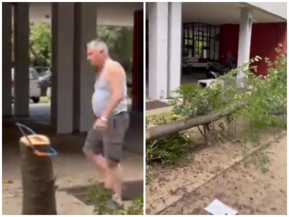 Čovek na Novom Beogradu isekao stablo ispred zgrade i ostavio ga na putu | Kurir