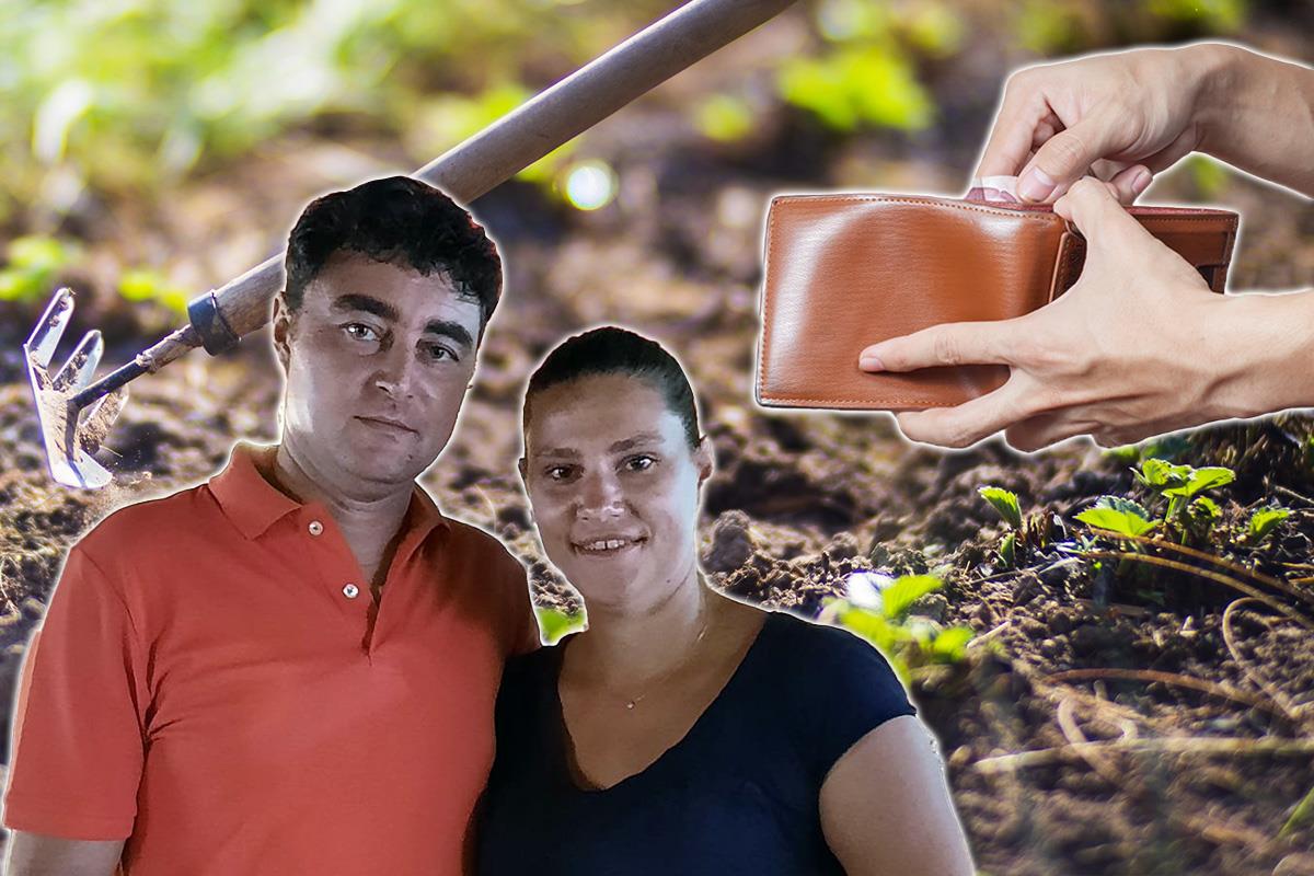 Neda i Saša gaje šafran i prodaju kilogram za najmanje 2.000 dolara ...