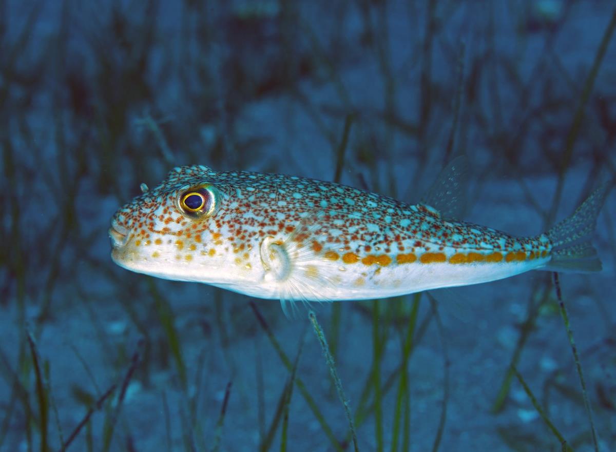 Riba napuhača viđena u Jadranskom moru | Kurir