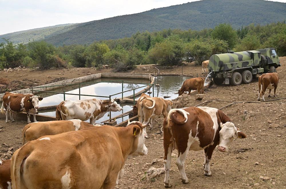 Stoka i konji na Suvoj planini ponovo bez kapi vode | Kurir