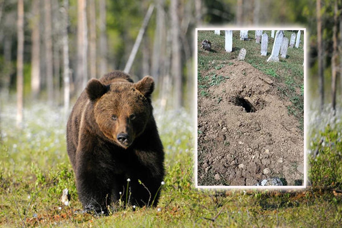 Medvedi iskopali grobove u selu u BiH | Kurir