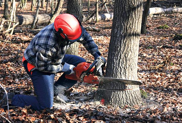 ZAVOD ZA ZAŠTITU PRIRODE: Seča stabala u parku nema veze sa izgradnjom ...