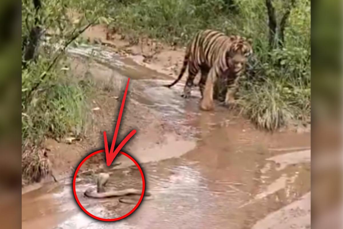 Turisti zabeležili dramatičan susret tigra i kobre | Kurir