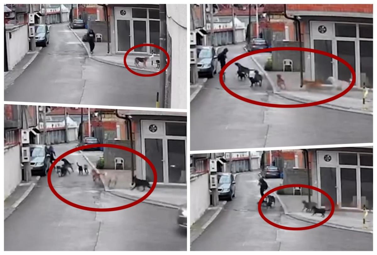 Snimak kada je čopor pasa napao dečaka u blizini osnovne škole! Kurir u Novom Pazaru saznaje ...
