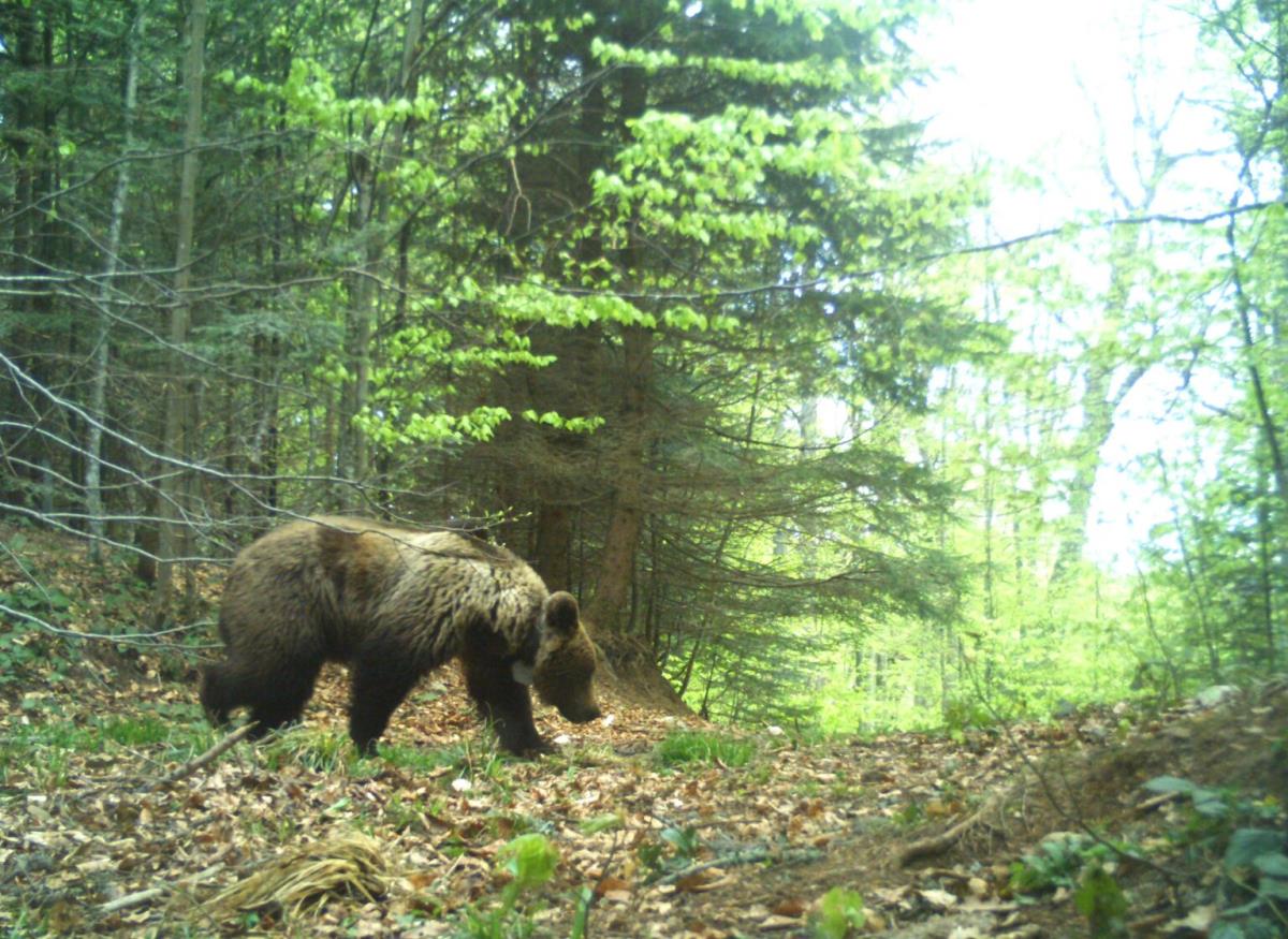 Muškarca napao medved usred šume, njegove krike čula supruga, preživeo ...