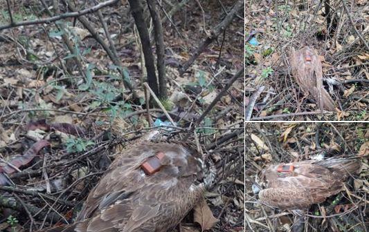 U ataru Zlatice pronađen uginuli stepski soko | Kurir