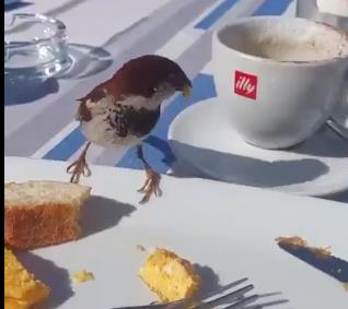 Vrabac hrani drugog vrapca | Kurir