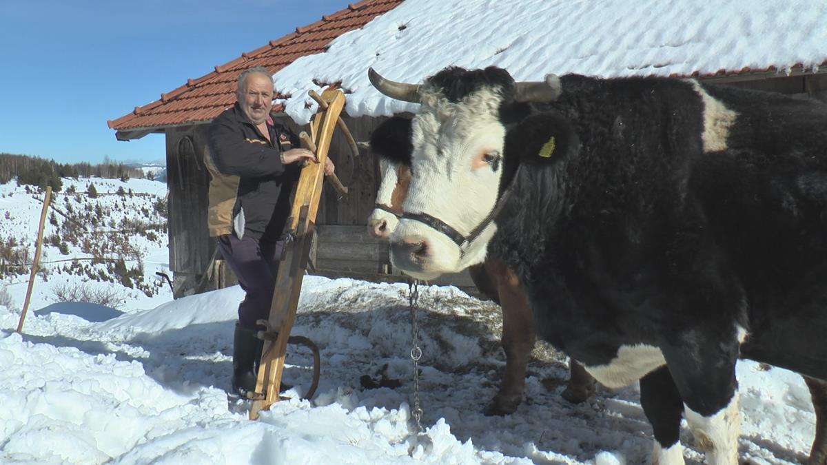 Volovi su najverniji prijatelji meštanima Kamene Gore | Kurir