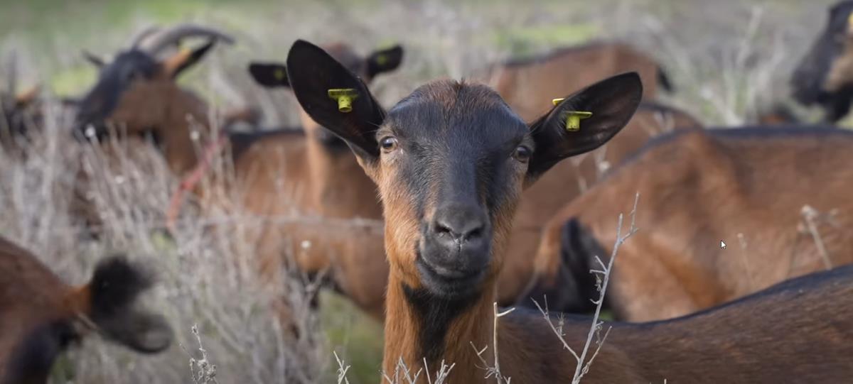 Farma koza Jovanov | Biznis Kurir