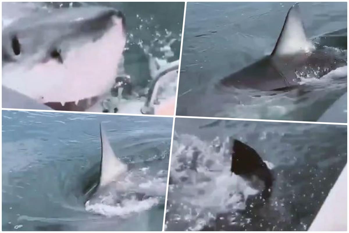 velika bela ajkula napala čamac na floridi | Kurir