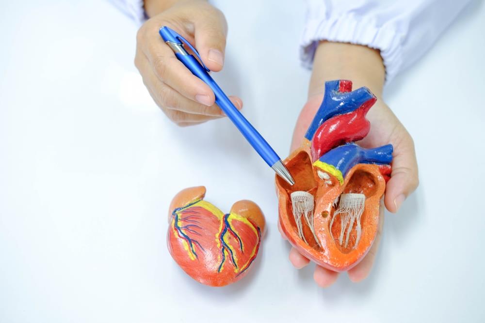 Mehanički srčani zalisci nude bolje dugoročne rezultate življenja ...