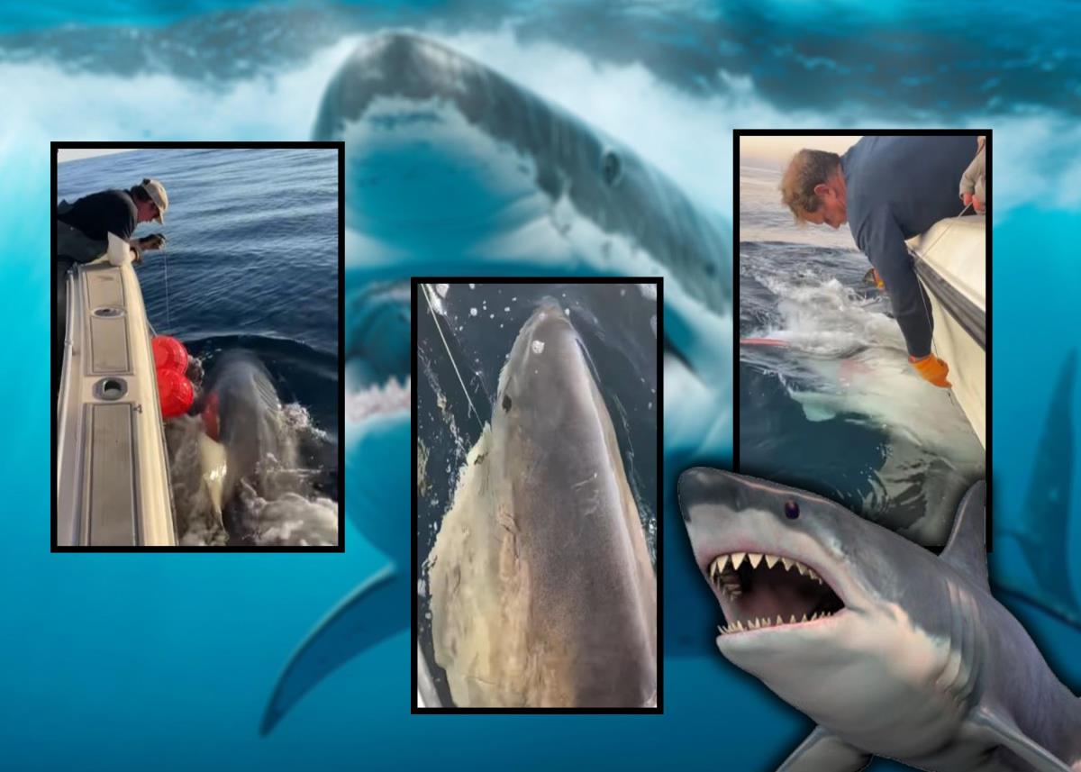 Kod obale SAD uhvaćen džinovski mužjak bele ajkule | Kurir