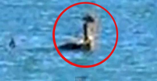 NOVA FOTOGRAFIJA NESIJA: Čudovište iz Škotske došlo u Australiju! | Kurir