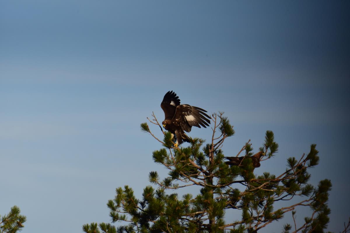 Suri orao primećen na planini Jadovnik kod Prijepolja | Kurir