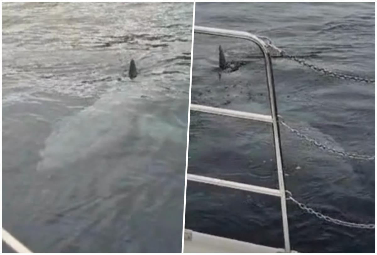 "Mrcina prava, Samo da ne ide u plićak" Džinovska ajkula snimljena ...