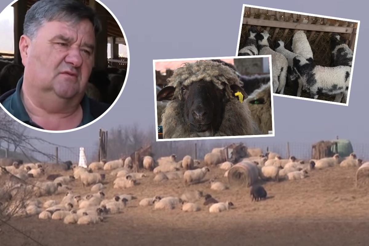 Farma ovaca Radojice Kusića | Biznis Kurir