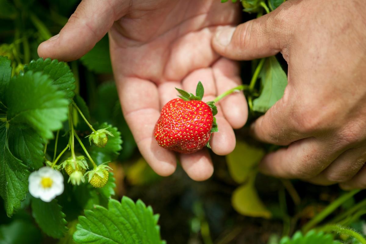 Kako pravilno oprati jagode? | Kurir