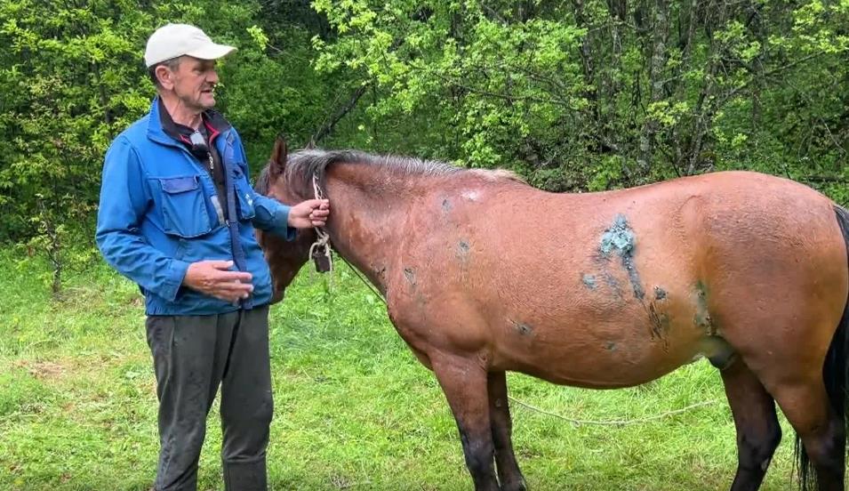 Medved napao dva konja u Crnoj Gori | Kurir