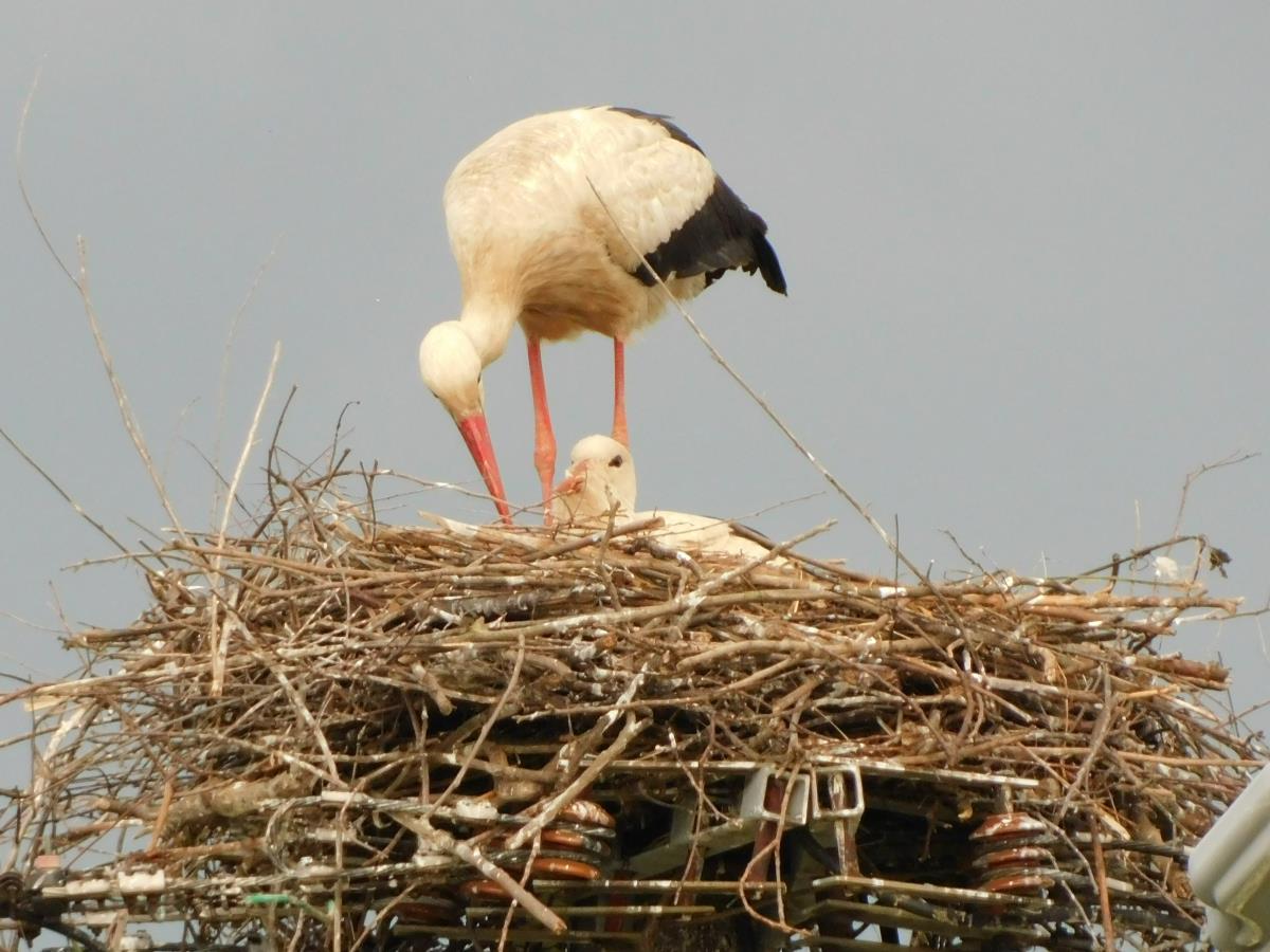 bela roda u Lozničkom Polju | Kurir