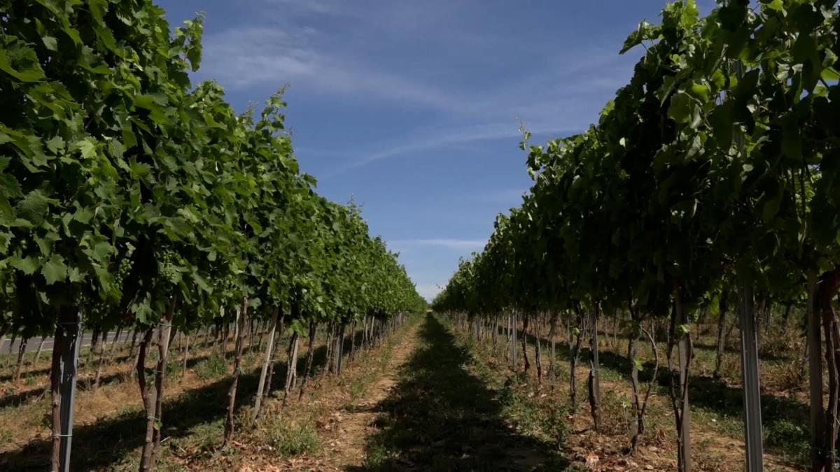 Fruškogorski vinogradi dominiraju 2025. godinom - loza nikad nije bila ...
