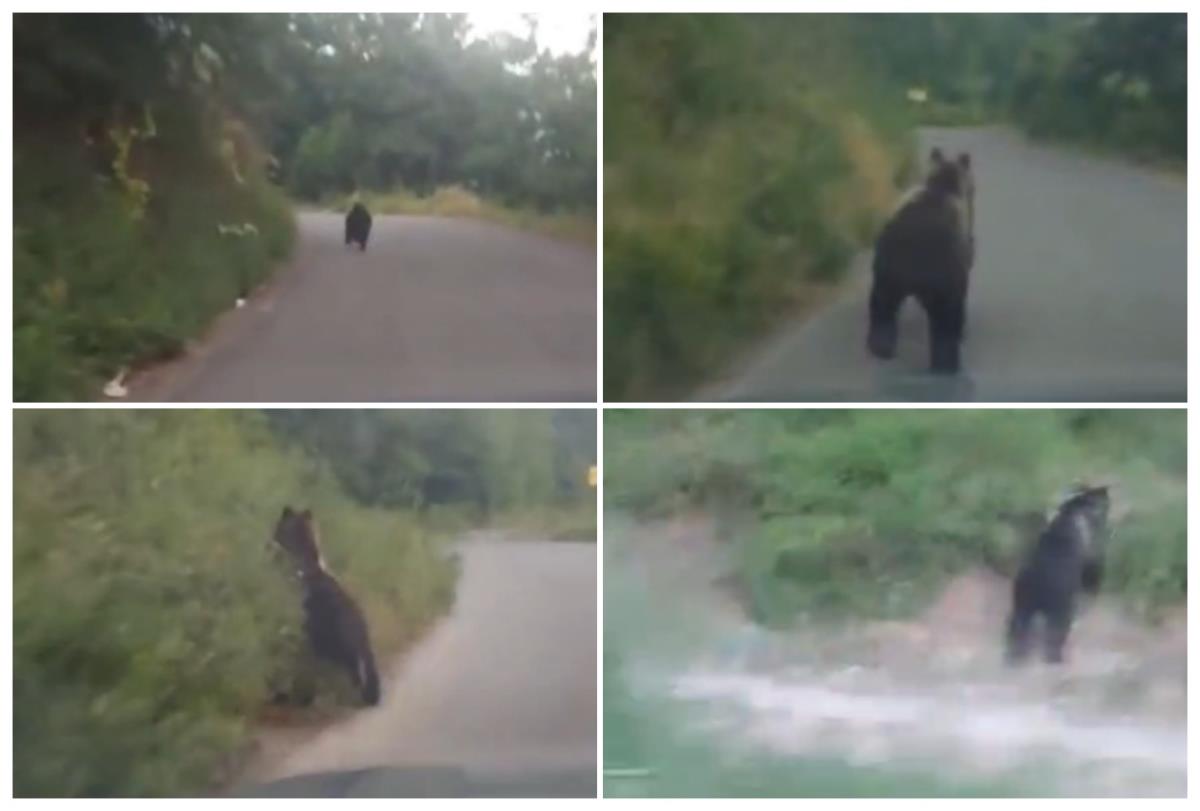 Medved trči po putu u crnoj gori: Automobil ide za njim, a onda ...