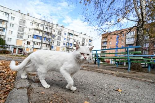 Šta znači kada vam bela mačka pređe put | Kurir