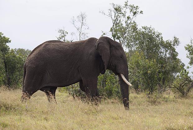 Slon im je provalio u sobu gde se nalazila beba! Ono što se potom ...
