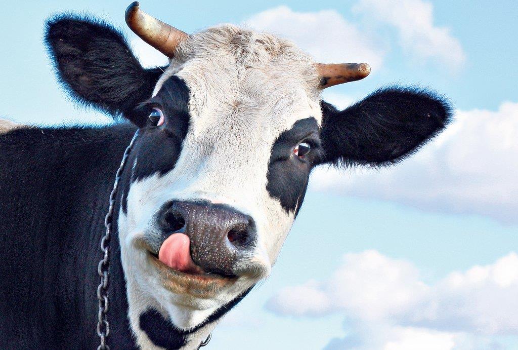 PORODIČNA BANDA DVE GODINE KRALA STOKU SA FARME KOD SOMBORA: Uhapšeni ...