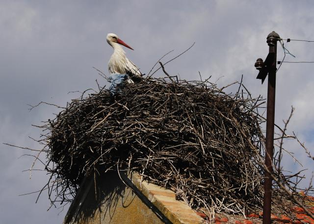 TARAŠ: Vratile se rode | Kurir