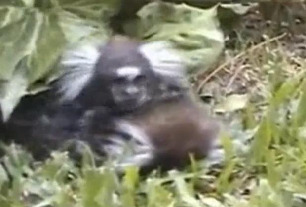 (VIDEO) Snimak majmuna koji u naručju drži svoju umiruću ženku nateraće ...