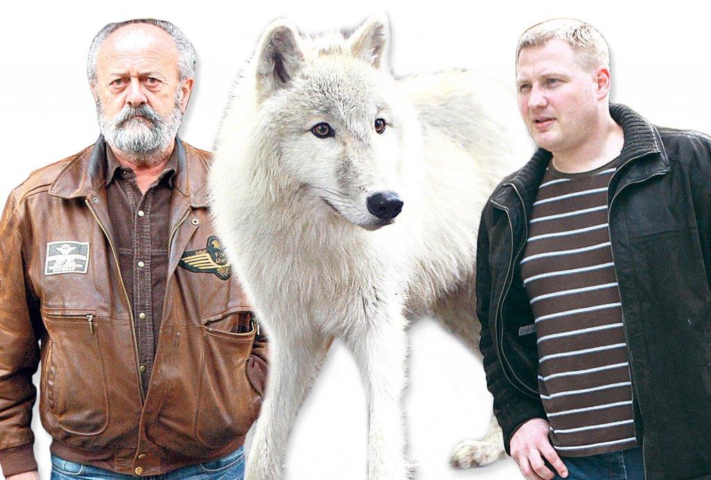 Bojović: Vuk je nevin, nije imao zlu nameru! Otac: Tužiću zoo vrt! | Kurir