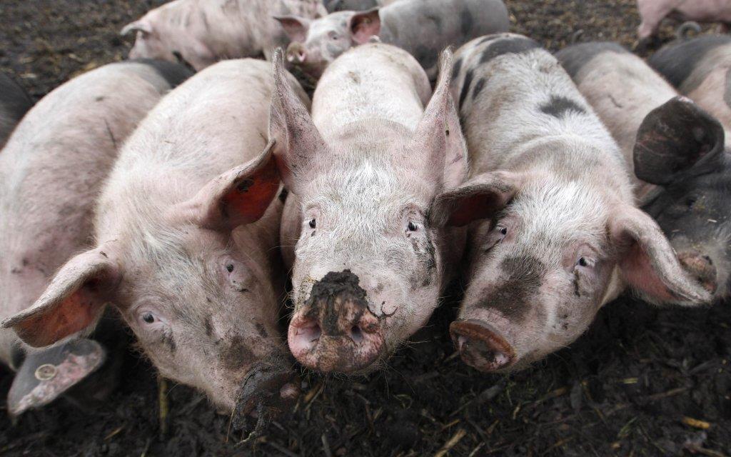 POSLE SLIKA NA FEJSBUKU: Leševi svinja nisu sa obližnje farme u Mokrinu ...