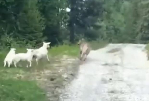 (VIDEO) VUK PRED OVCOM PODVIO REP: Evo dokaza da su mame opasna bića ...