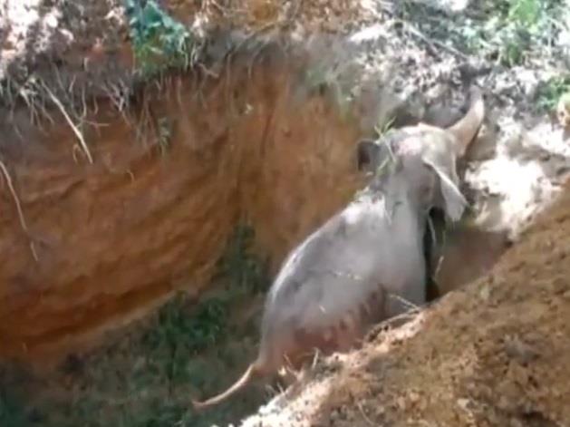 (FOTO, VIDEO) Beba slon očajnički pokušavao da izađe iz jame, ali mu je ...