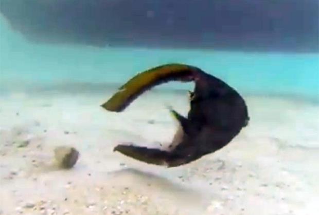 (VIDEO) NEVEROVATNO: Ovo je riba koja pliva iako nema telo! | Kurir