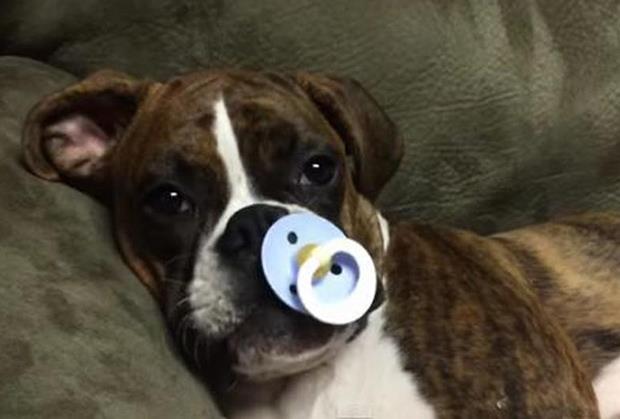 NEODOLJIVO: Pas koji se uspavljuje uz pomoć cucle varalice (VIDEO) | Kurir