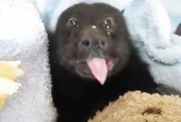 (VIDEO) I slepi miševi vole banane! | Kurir